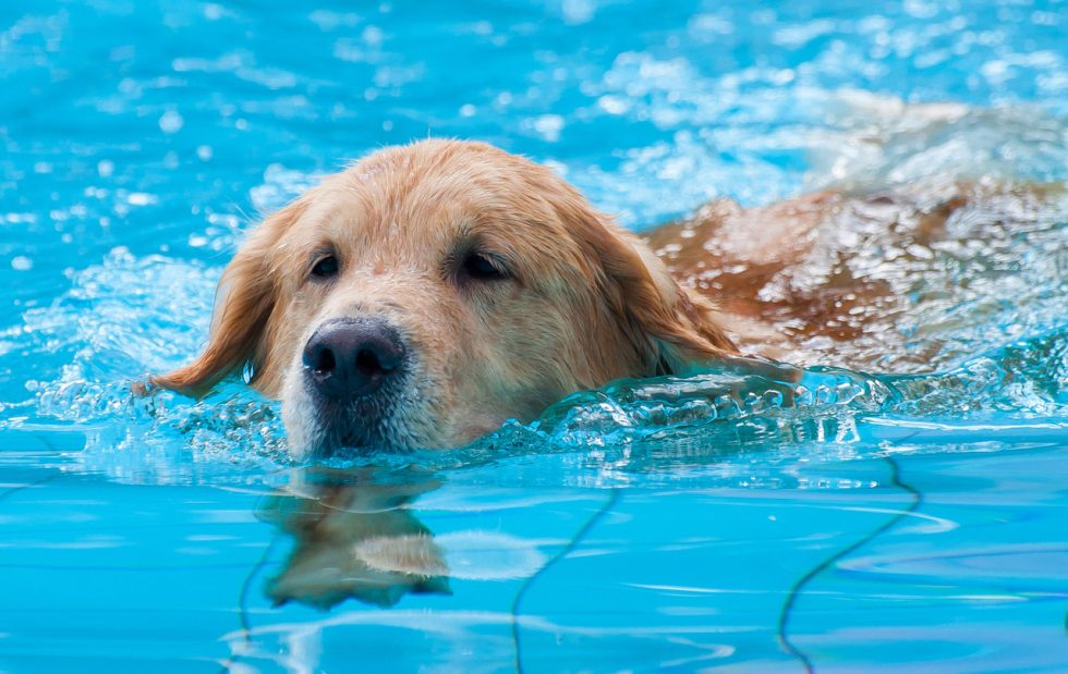 Hydrotherapy Pool | Canine Health and Hydro